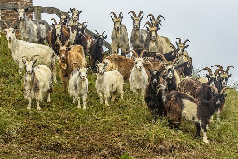 Dutch Landrace Goat - Breed Profile - Goat Journal